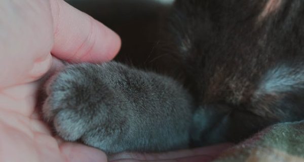 Hospice and Euthanasia - Vet in Kannapolis | Animal Hospital Of Kannapolis