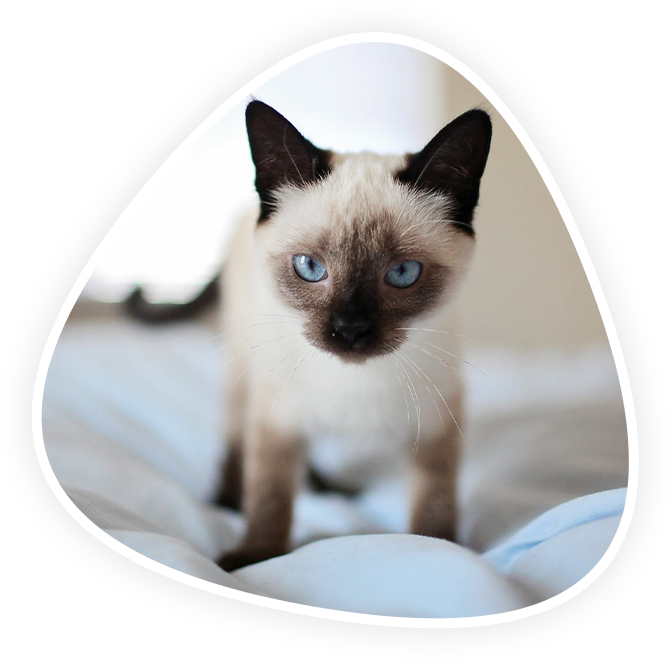 Parasite Prevention - Vet in Kannapolis | Animal Hospital Of Kannapolis